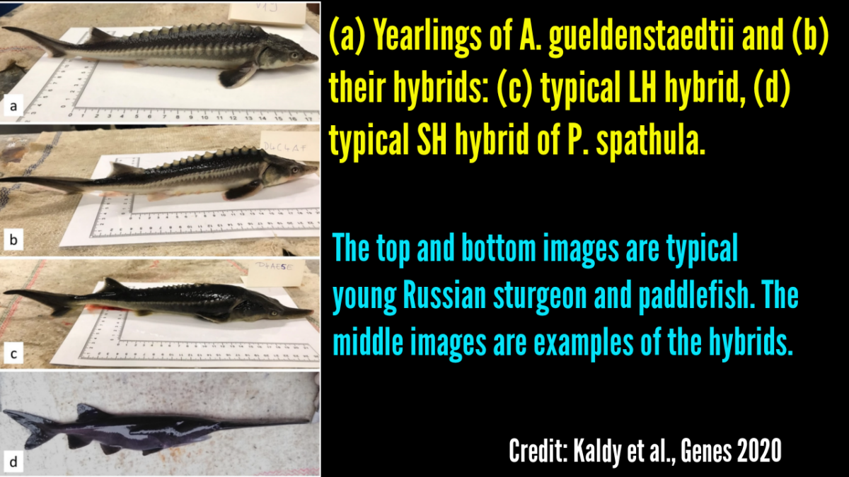 Scientists accidentally create ‘impossible’ hybrid fish – QualityPoint ... Scientists accidentally create ‘impossible’ hybrid fish – QualityPoint ...
